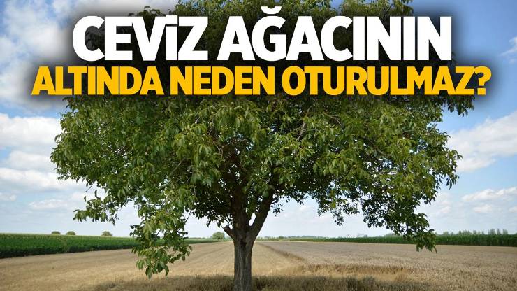 Ceviz Ağacının Altında Neden Oturulmaz? - KozanBilgi.Net
